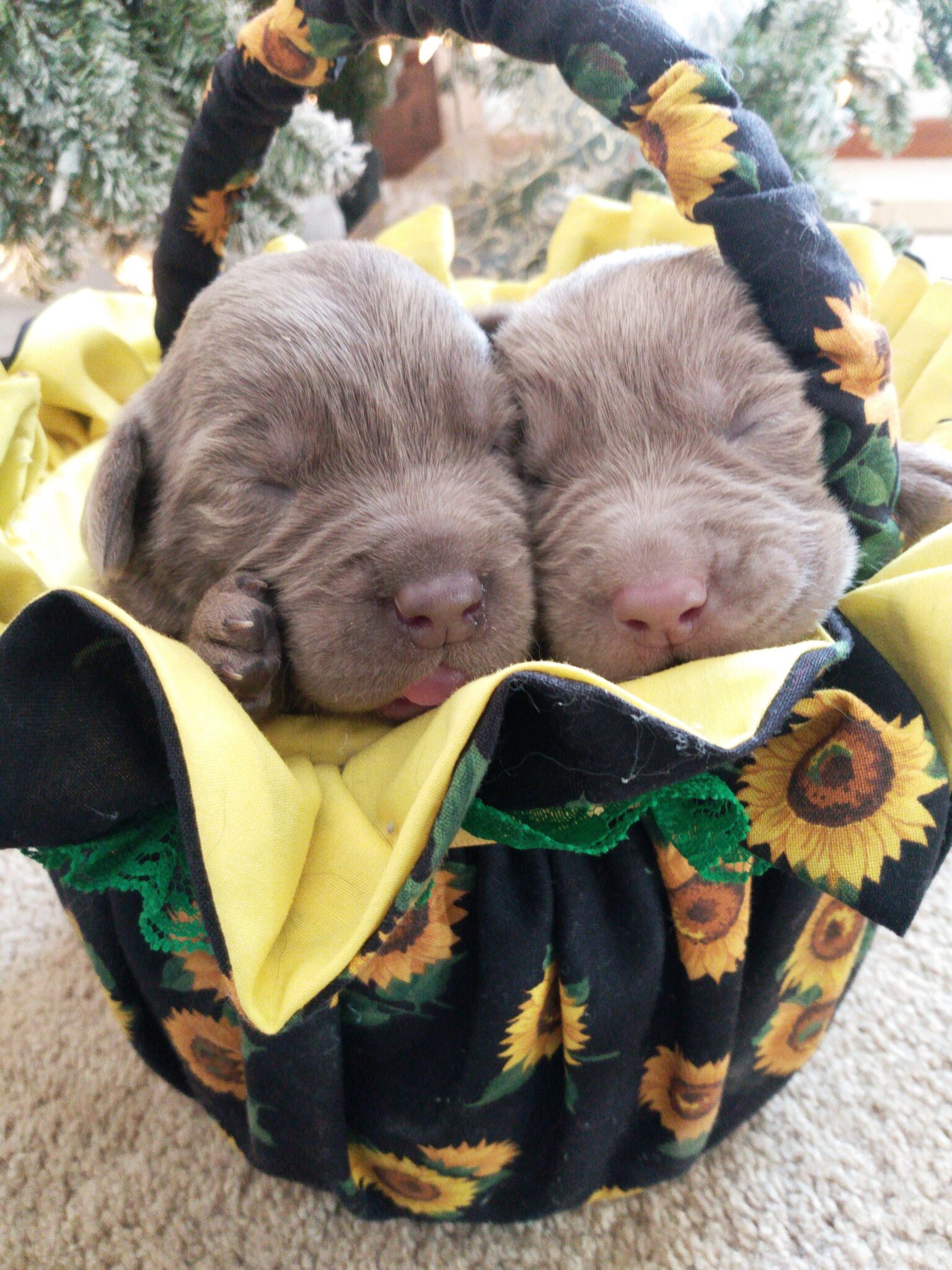 Current Classified Ads | KBRB Radio Ainsworth, NE